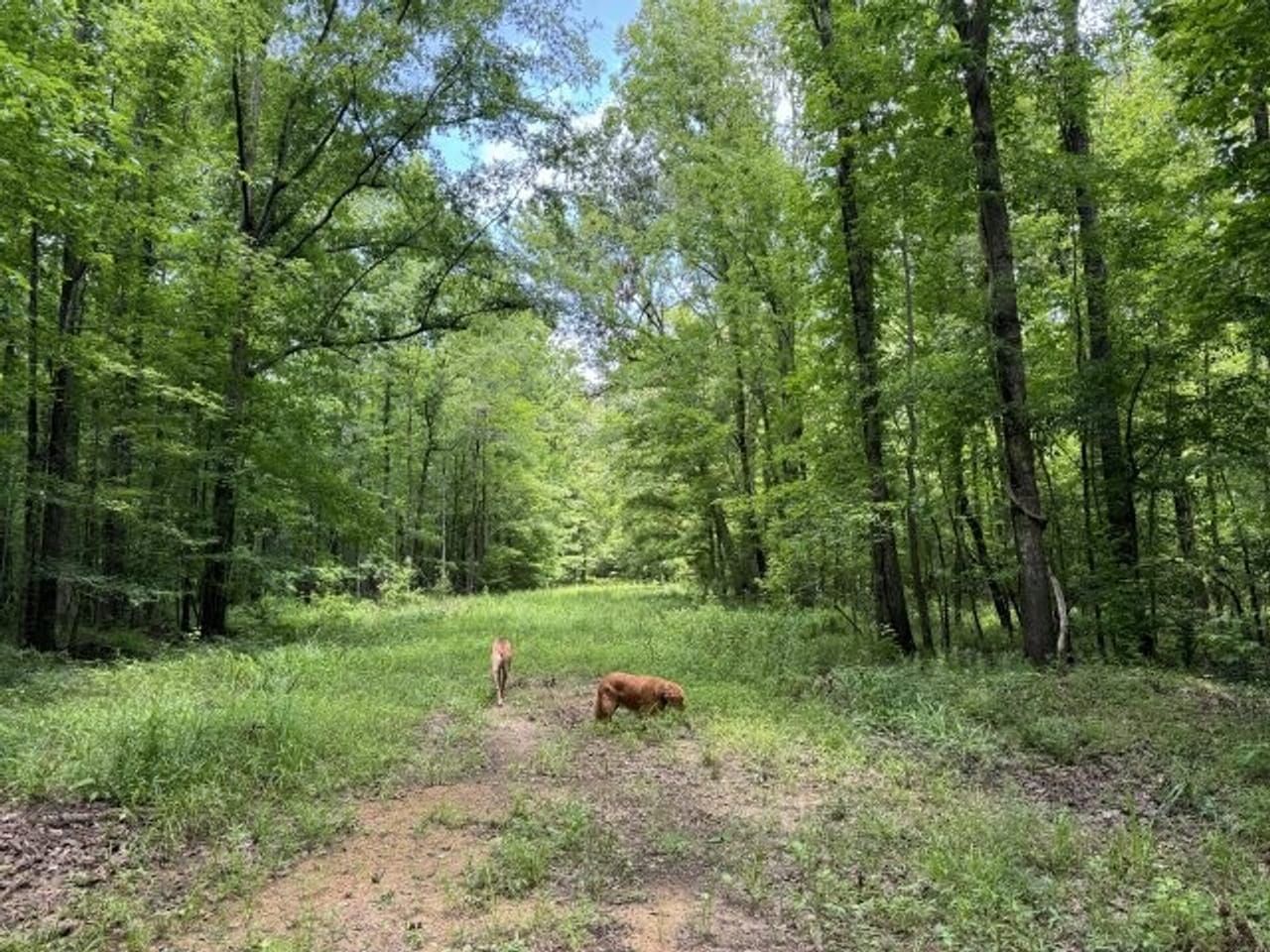 0 Alabama Hwy 21, Furman, AL 36768 | LandWatch