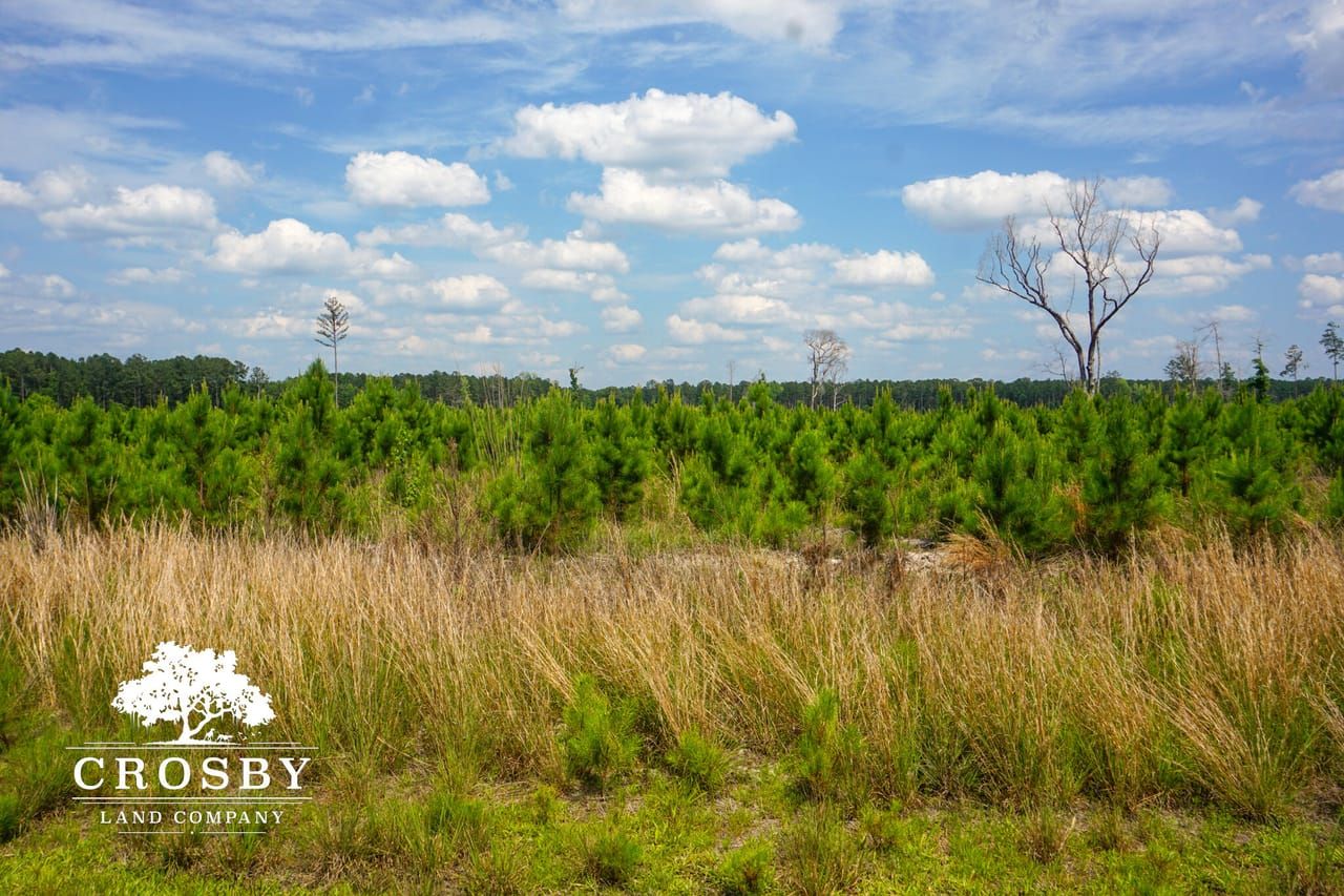 0 Colston Road, Ehrhardt, SC 29081 | LandWatch