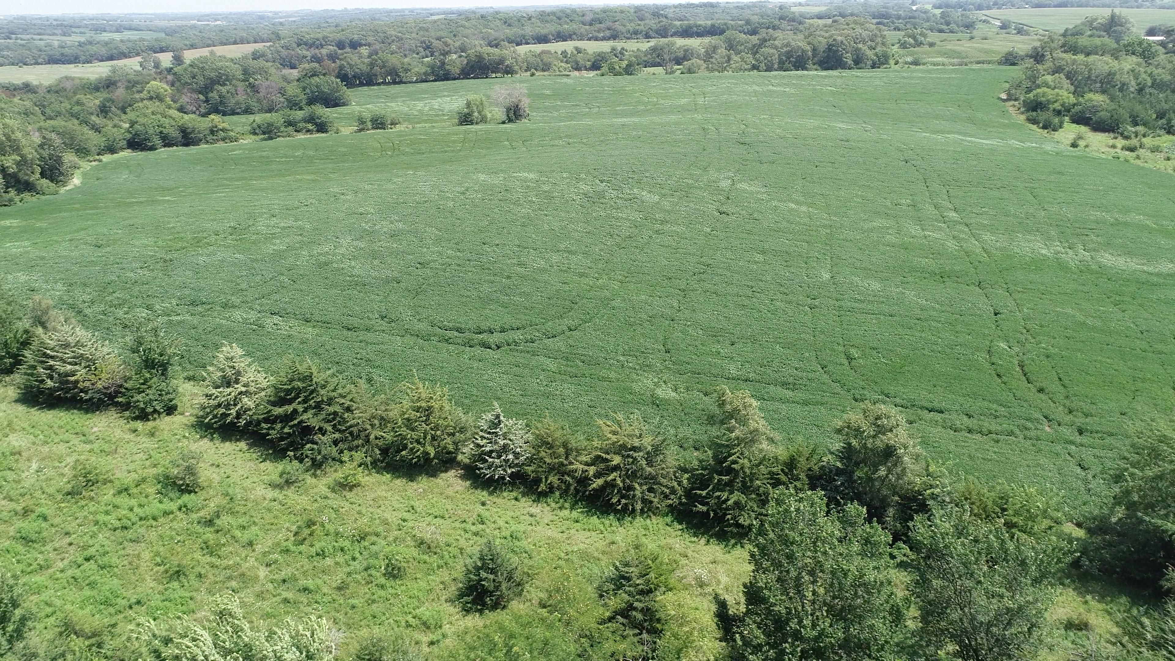 75.19 acres in Gravity, IA, 50848 | MLS: Bistline 75 Farm | LandWatch