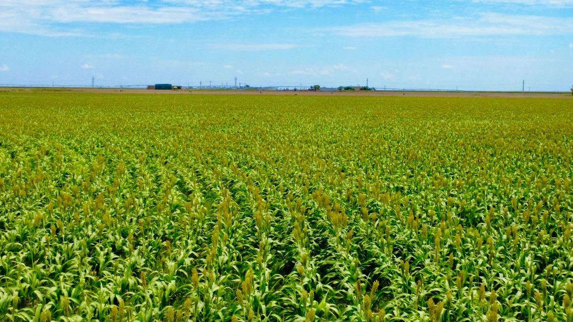 County Road D, Pringle, TX 79062 | MLS: 25-4994 | LandWatch