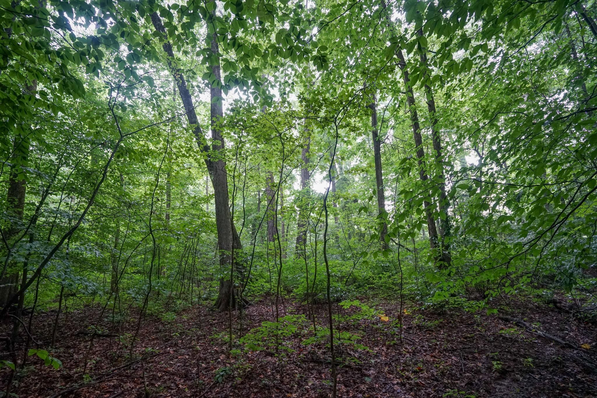 Duncanson Road, Sardinia, OH 45171 | LandWatch