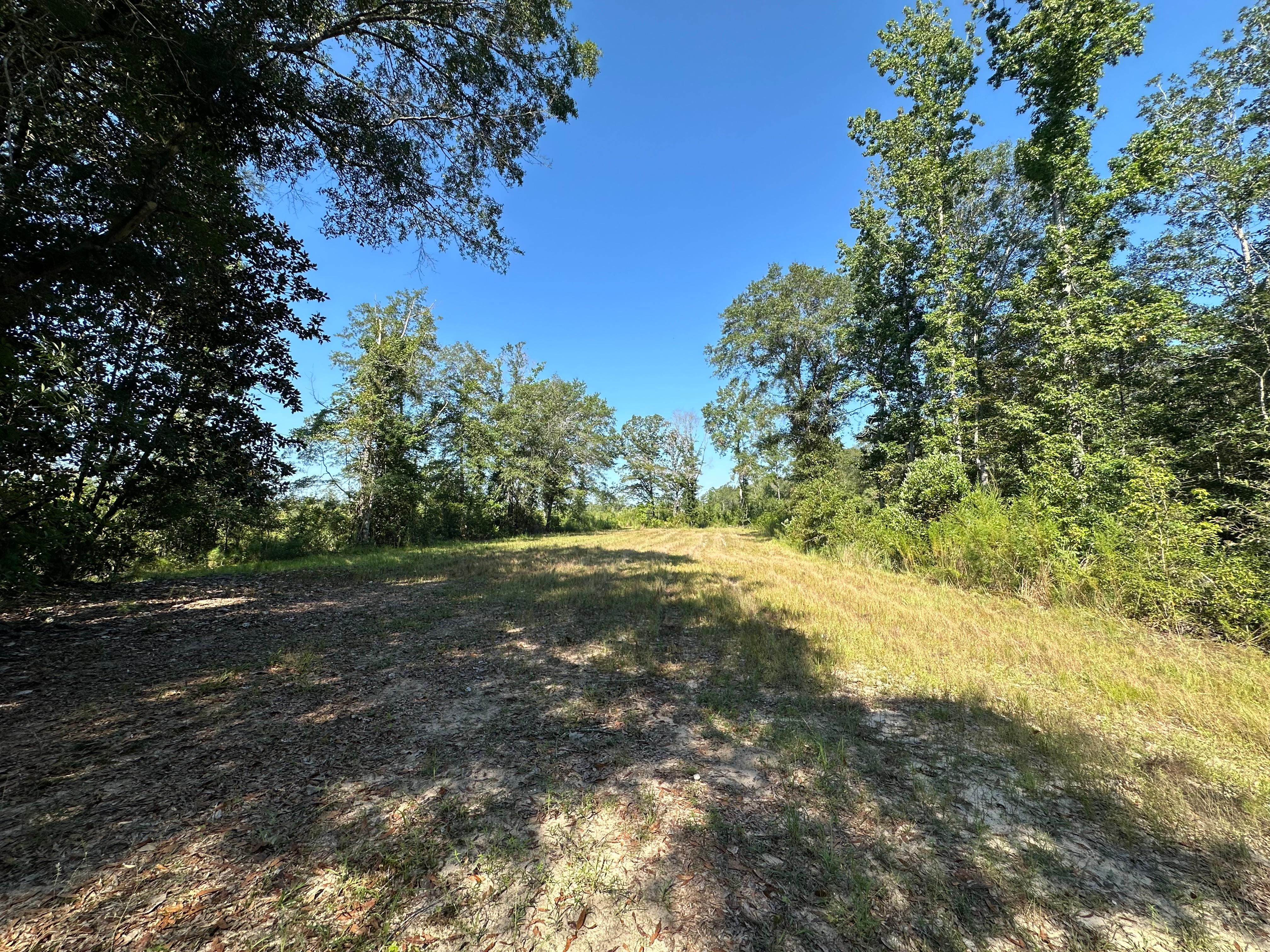 County Road 25, Tibbie, AL 36583 | MLS: BILBO CREEK TRACT-66 ACRES ...
