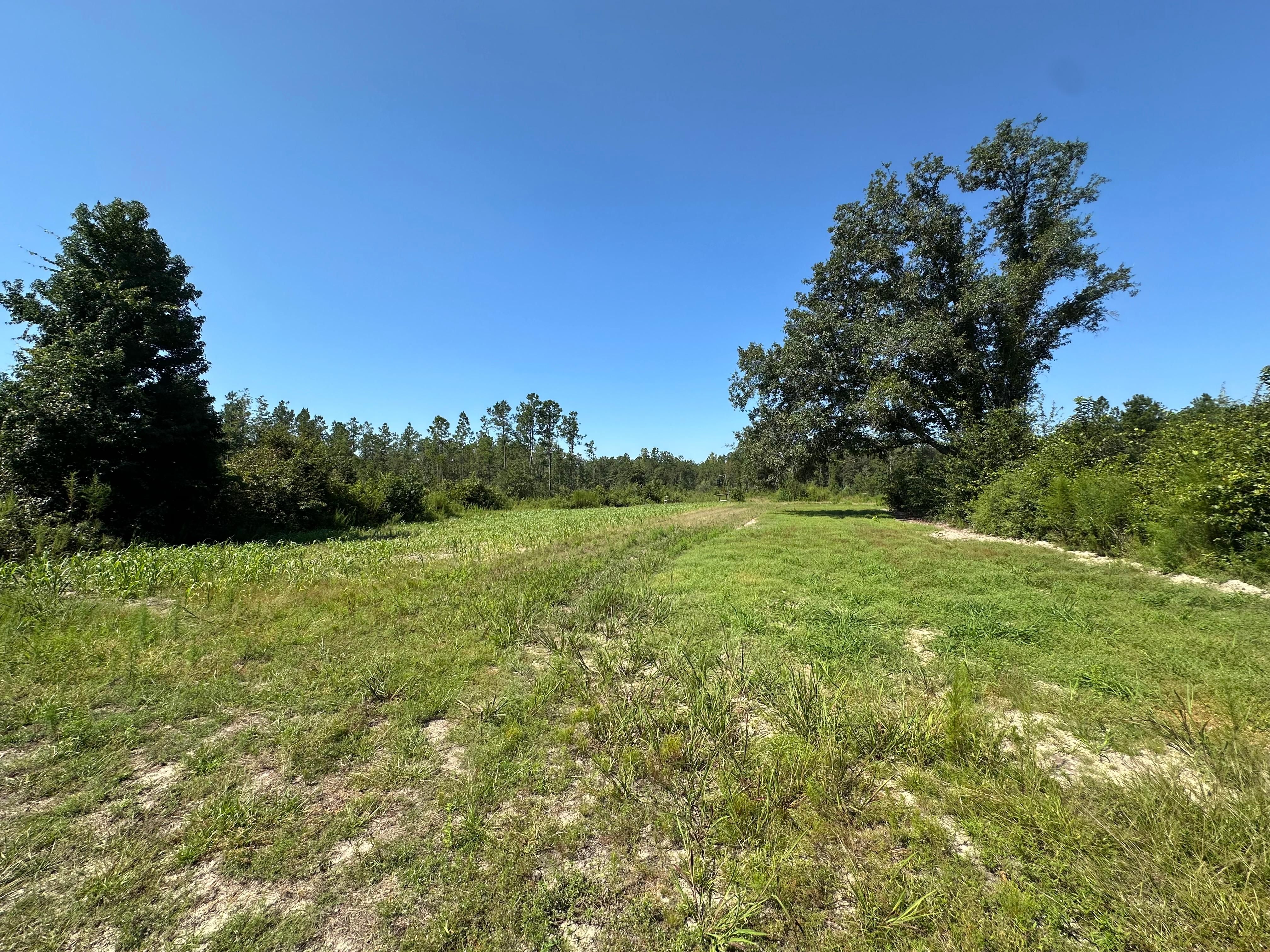 County Road 25, Tibbie, AL 36583 | MLS: WOLF BRANCH TRACT-174 ACRES ...