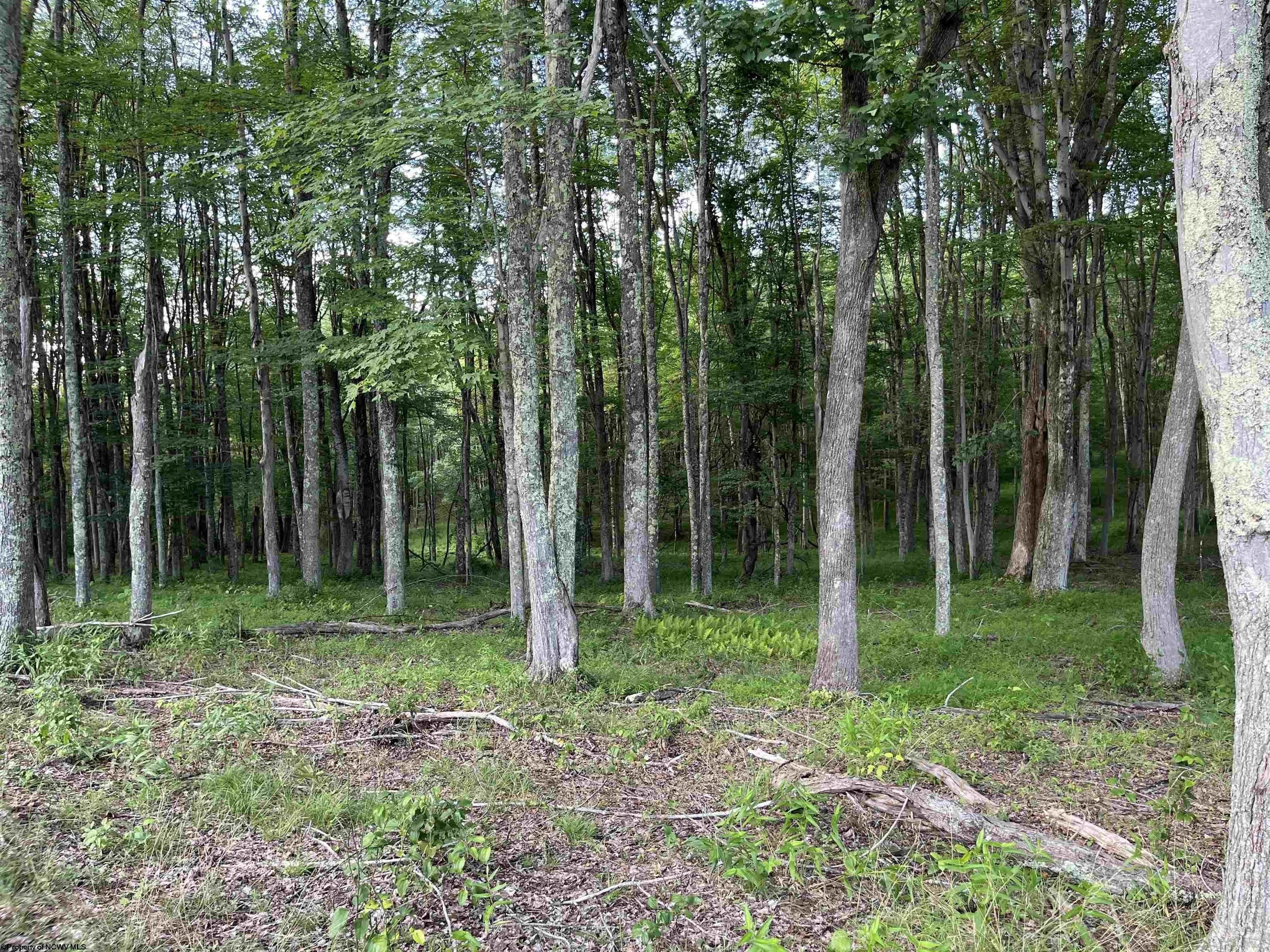 Sago Road, French Creek, WV 26218 | MLS: 10161294 | LandWatch