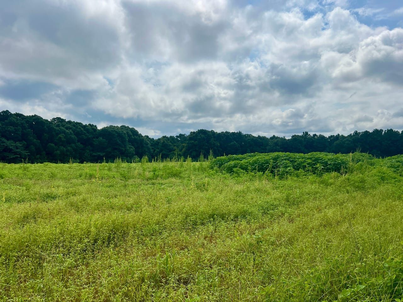 County Road 218, Jack, AL 36346 | LandWatch