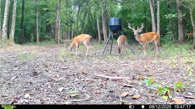 Harrell Mill Rd, Climax, GA 39834 | LandWatch