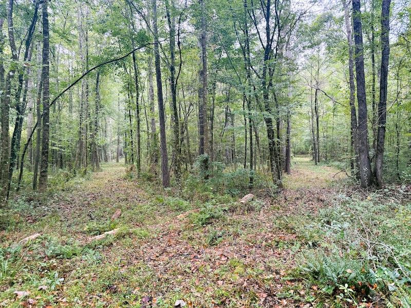 6550 Thornton Rd., Smithdale, MS 39664 | LandWatch