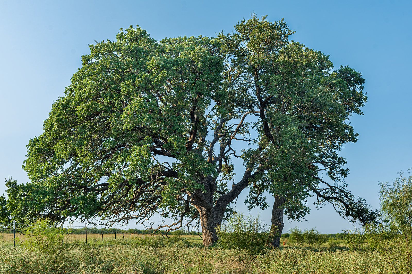 350 County Rd 146, Melvin, TX 76858 | MLS: LE128644A | LandWatch