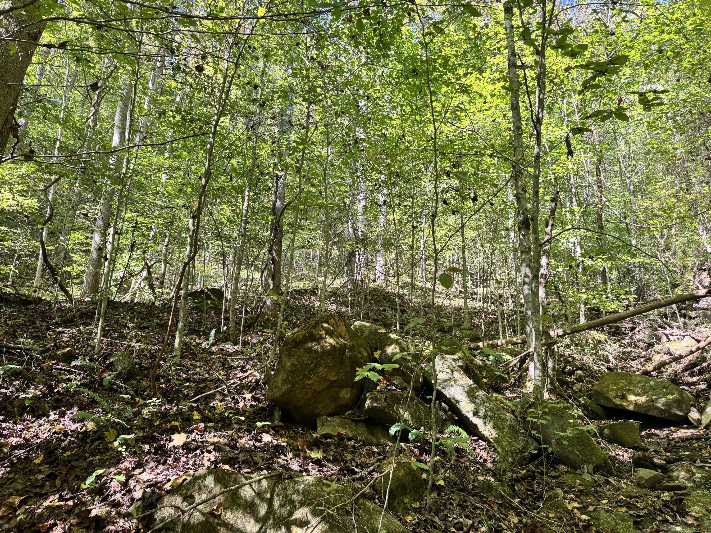 9950 Hector Road, Manchester, KY 40962 | MLS: 25503602 | LandWatch