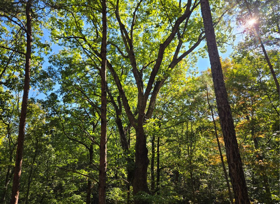 Duggar Mountain Road, Piedmont, AL 36272 | LandWatch