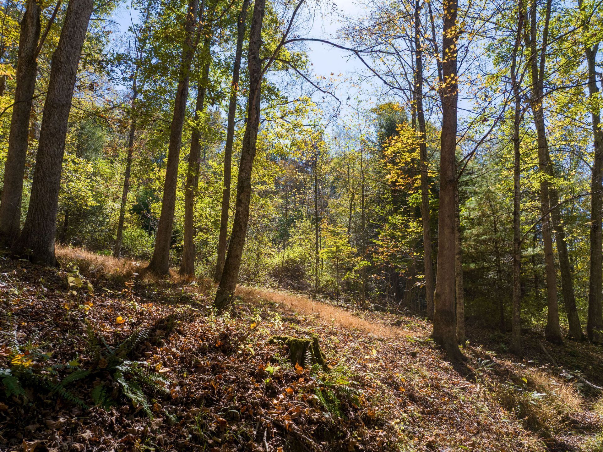 Red Horse Rd, Renick, WV 24966 | LandWatch