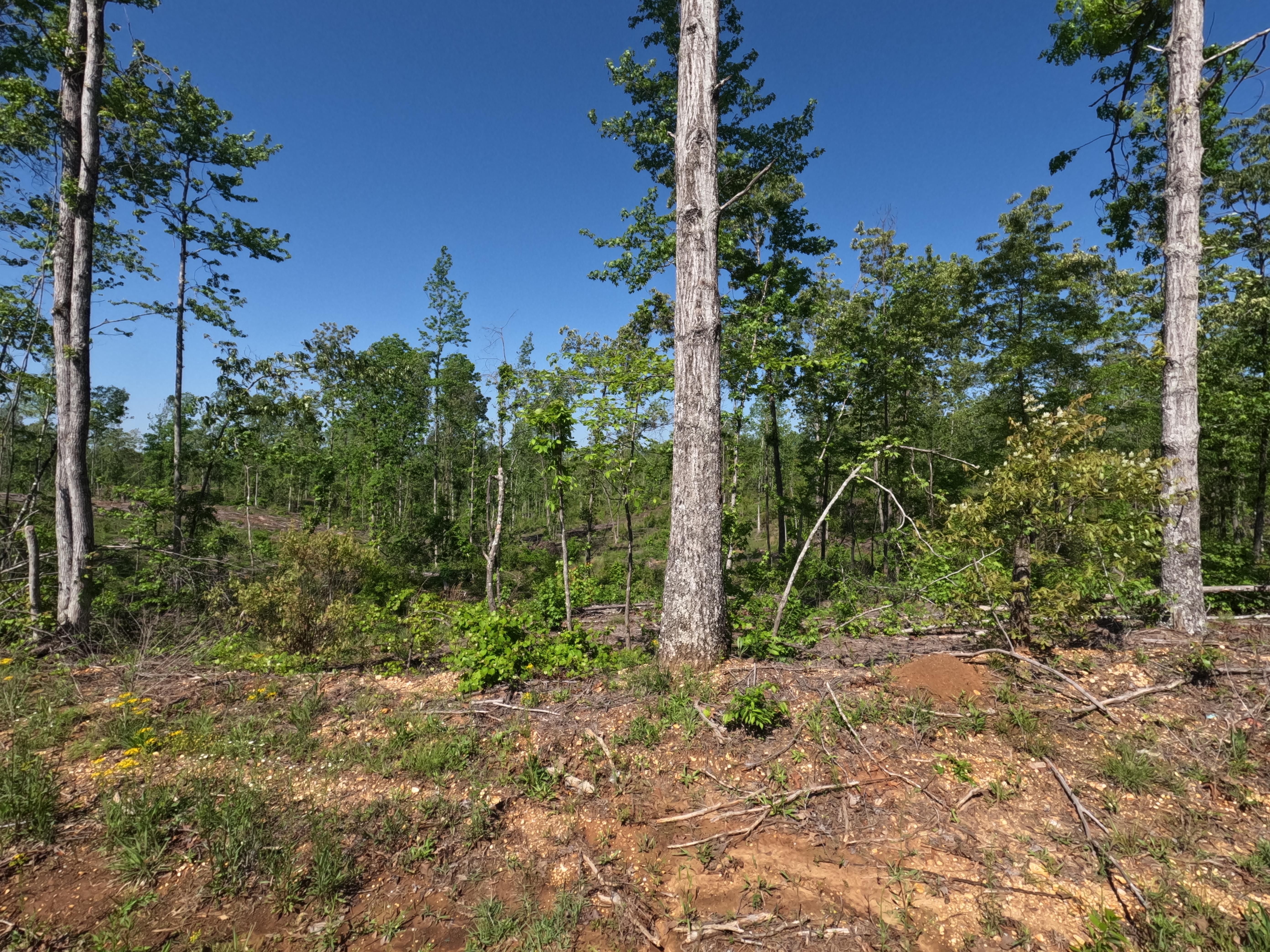 14.1 acres in New Site, MS, 38859 | MLS: LR&D LLC Tract 22 | LandWatch