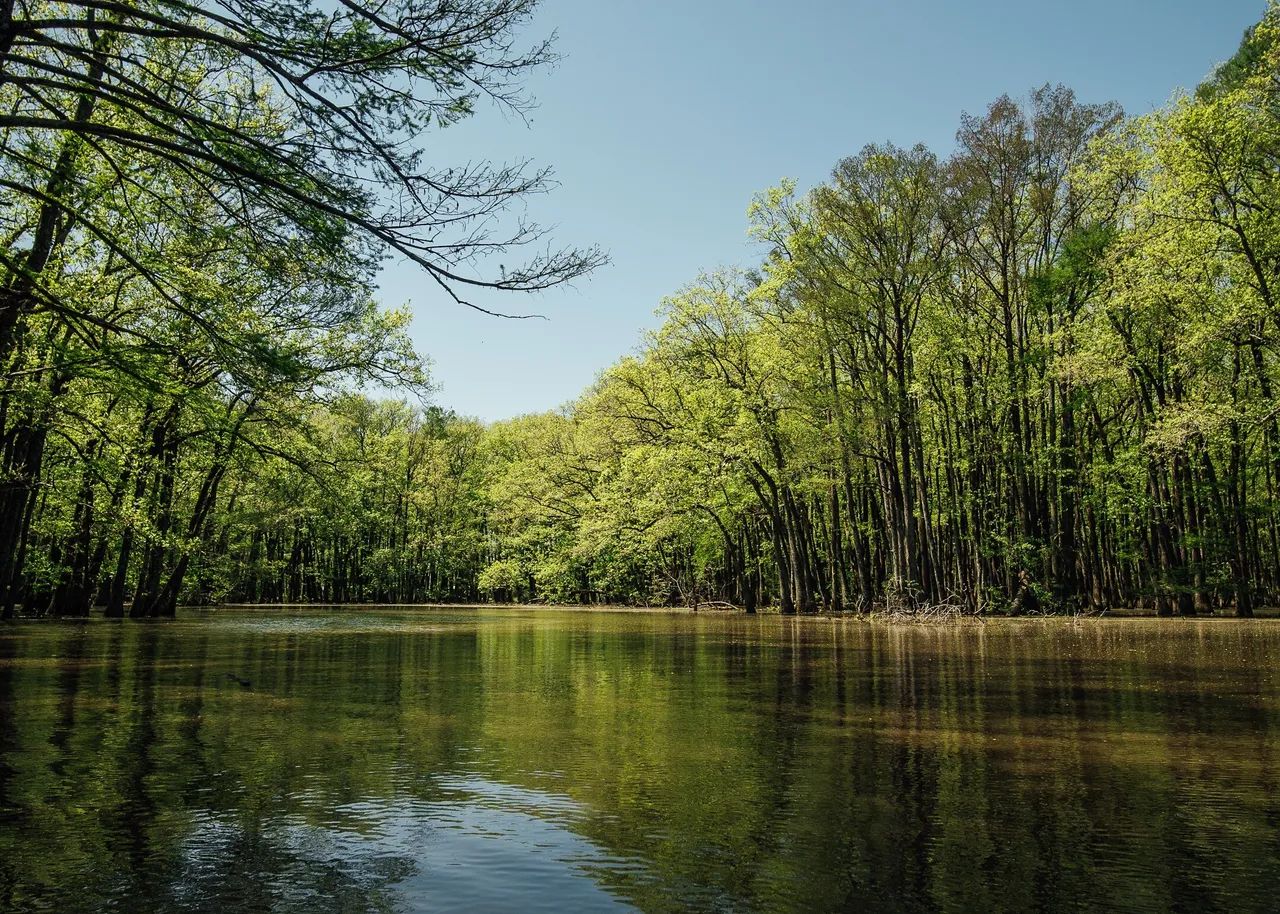 County Rd 176, Sidon, MS 38954 | LandWatch