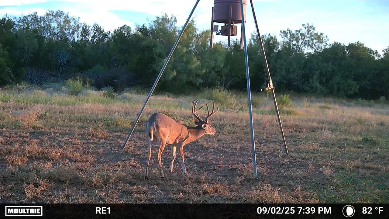 TBD Los Lobos Rd, New Falcon, TX 78584 | MLS: 479777 | LandWatch