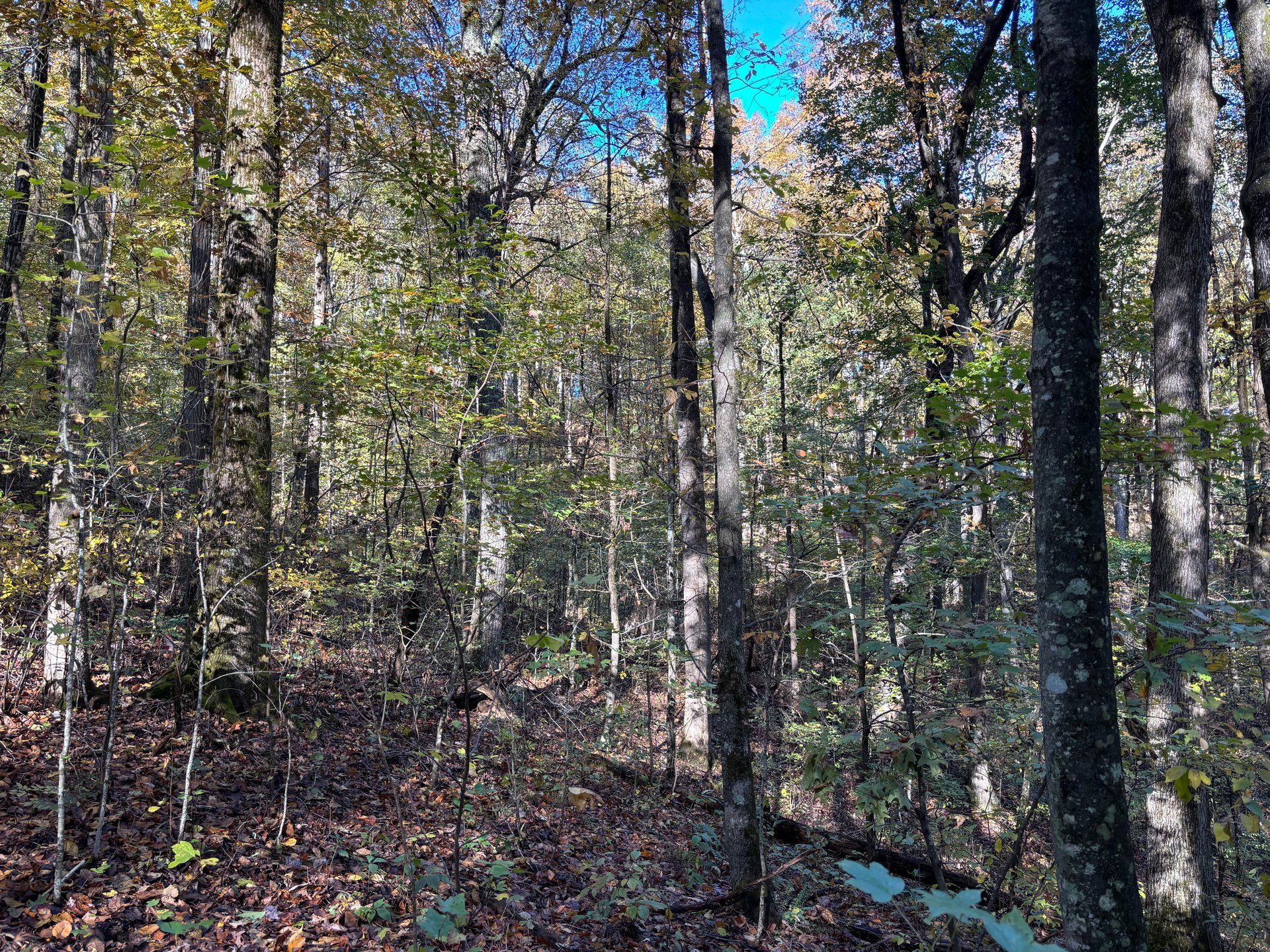 0 0FF SUTTON ROAD, Talking Rock, GA 30175 | LandWatch