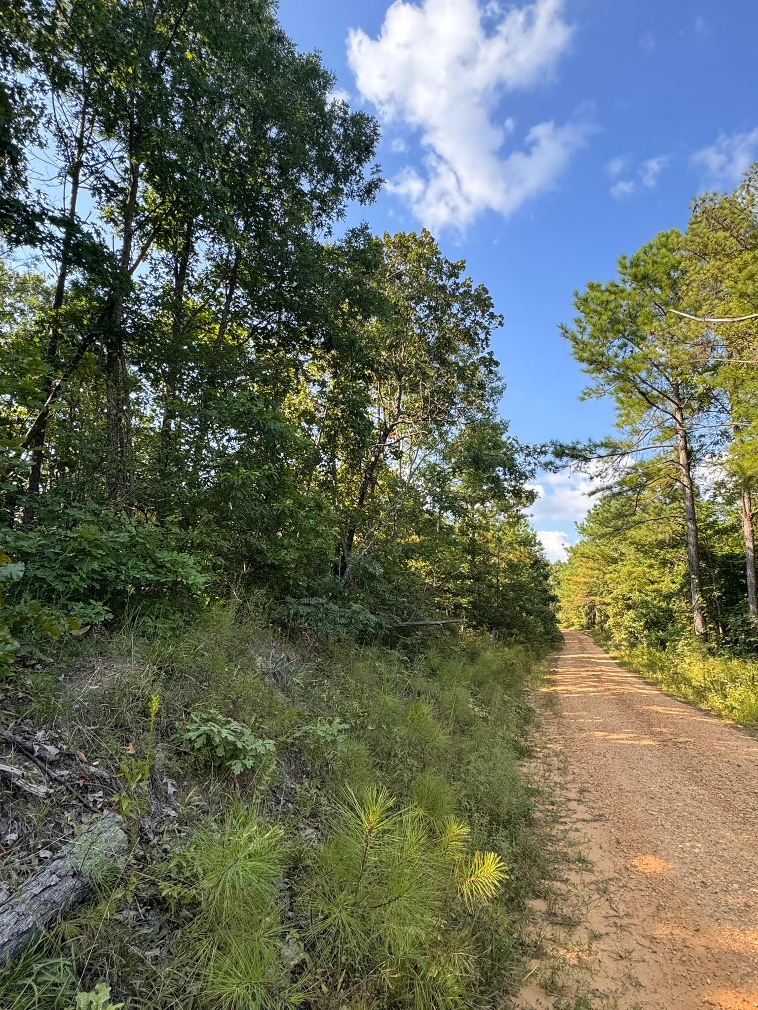 Military Road, Beaverton, AL 35544 | LandWatch