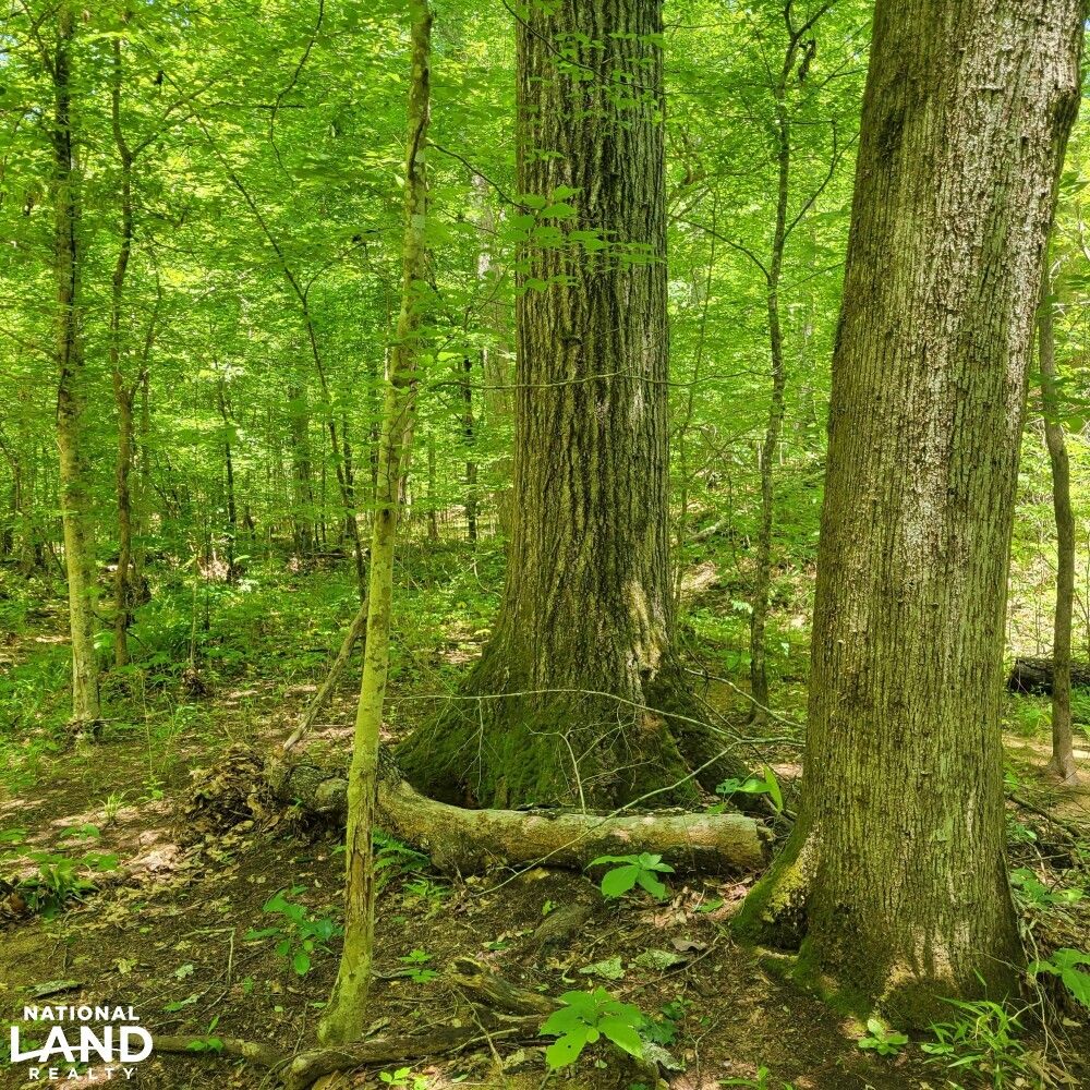 0 County Road 149, Sycamore, AL 35149 | LandWatch