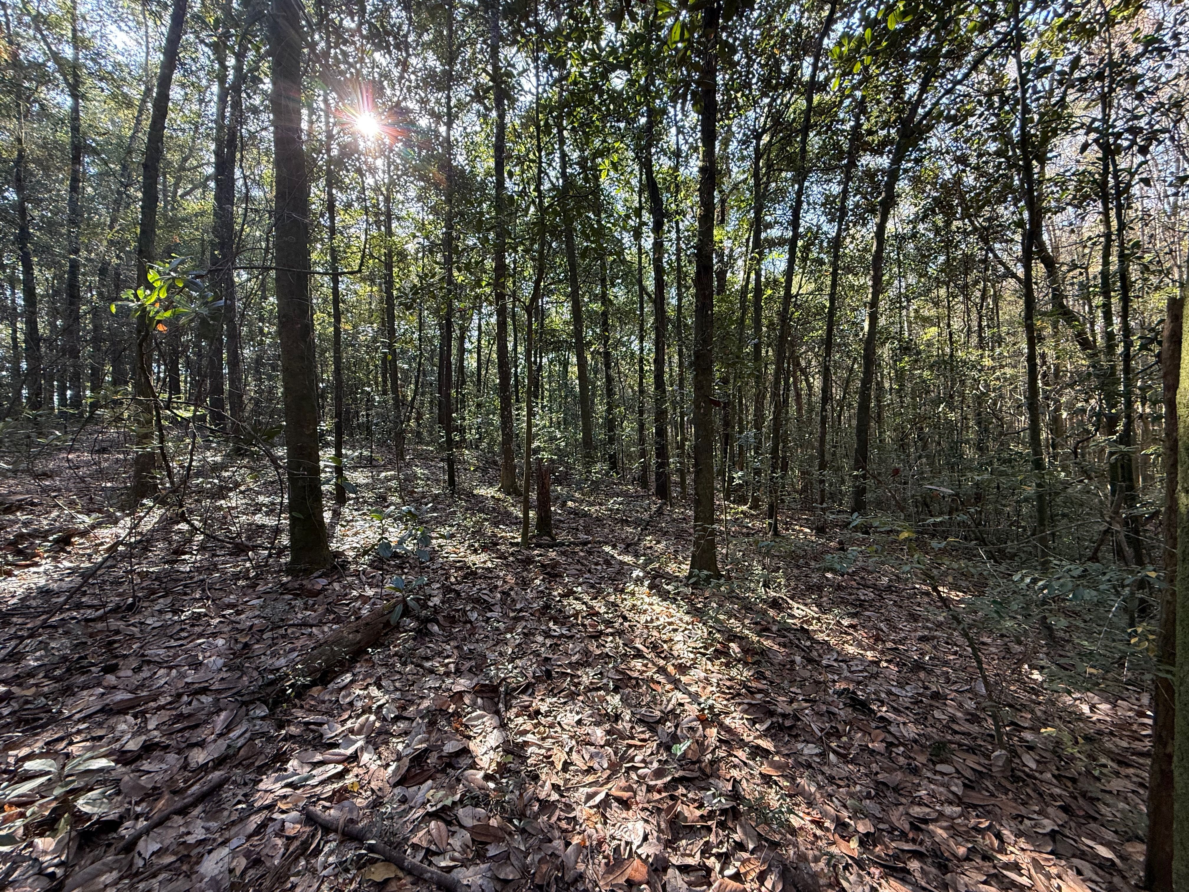 10075 Youngstowne Drive, Semmes, AL 36575 | LandWatch