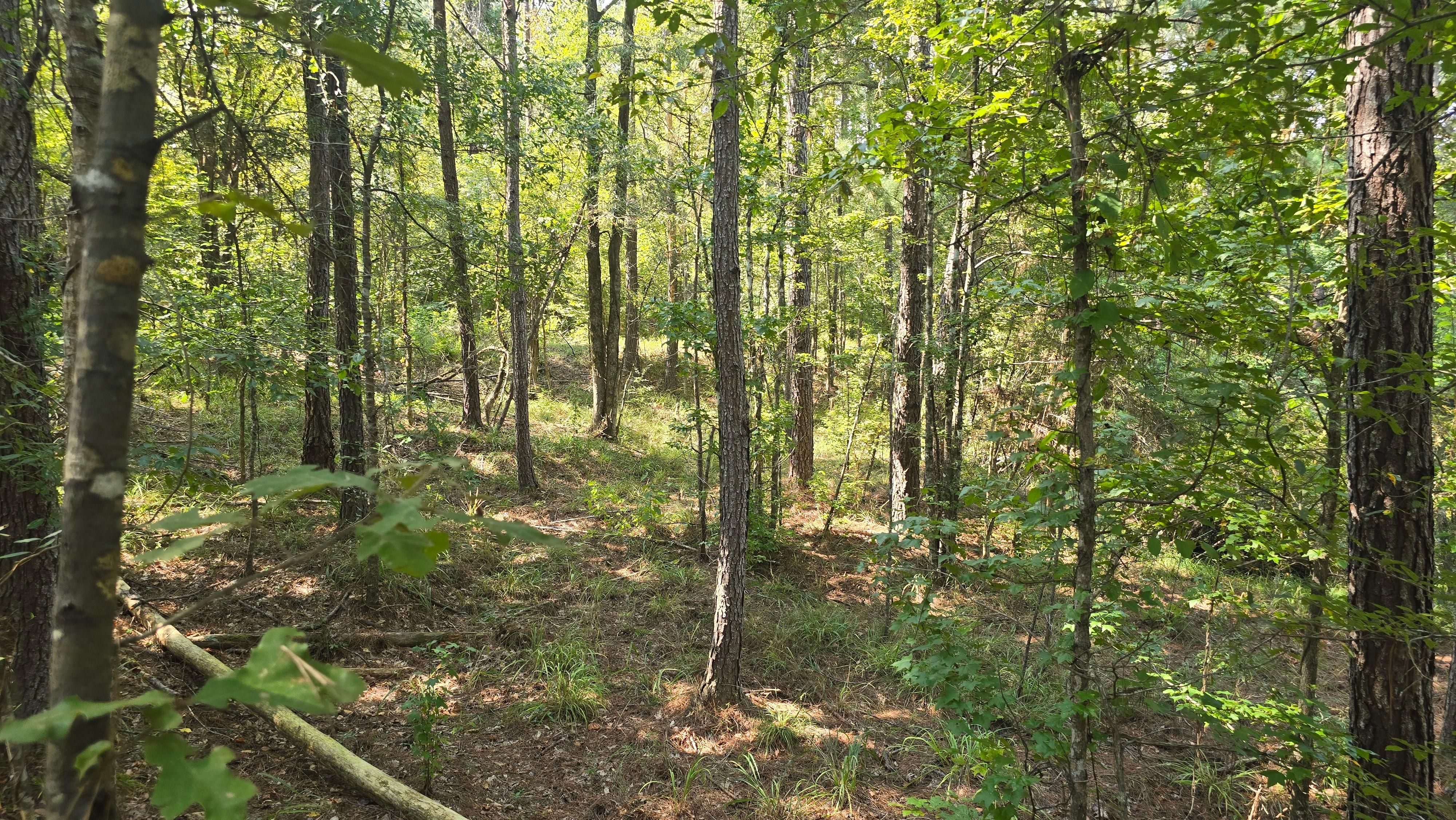 Nelson Corner Road, Roxie, MS 39661 | MLS: 4132582 | LandWatch
