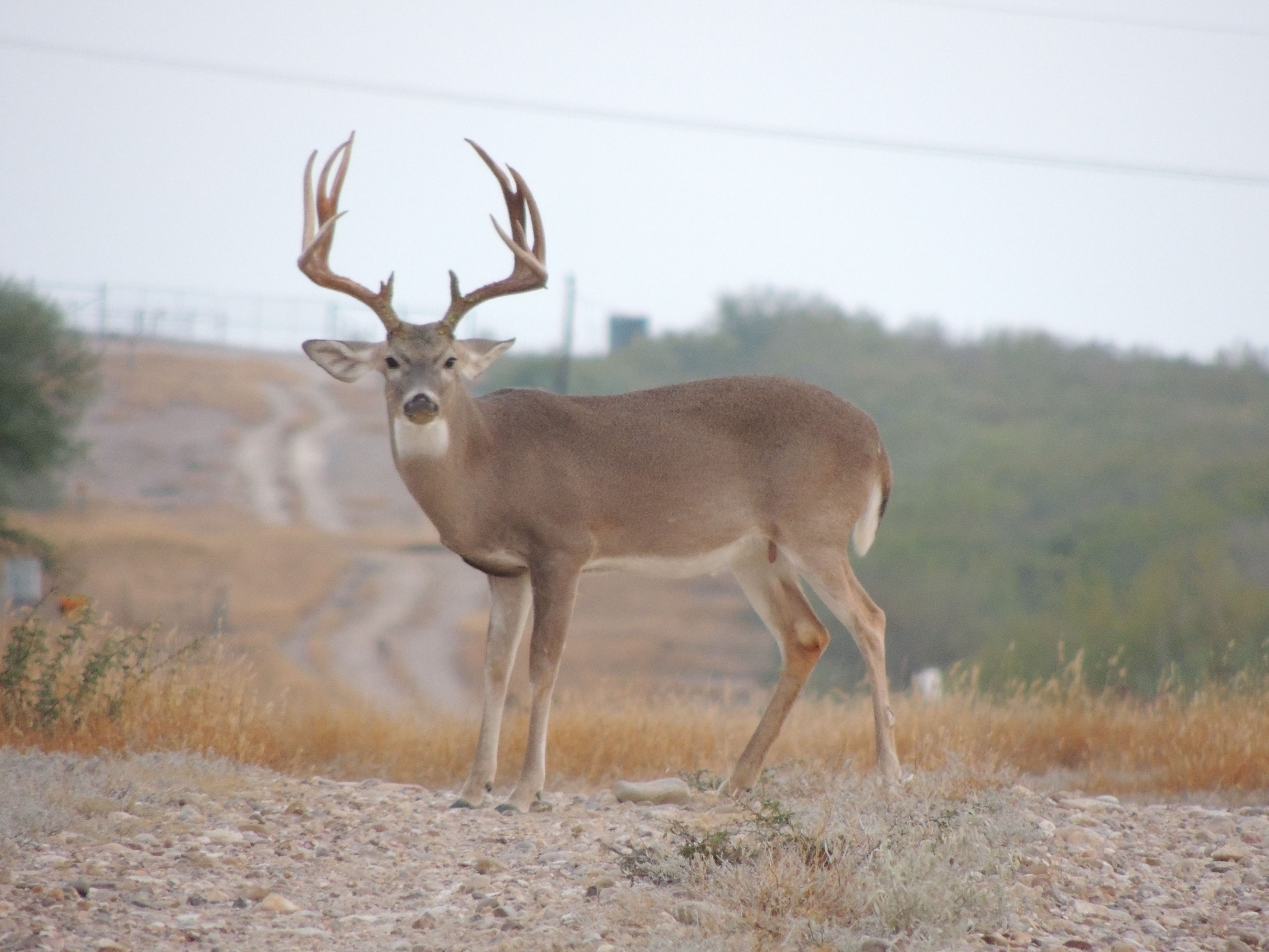 Welhousen Road, Oilton, TX 78371 | LandWatch