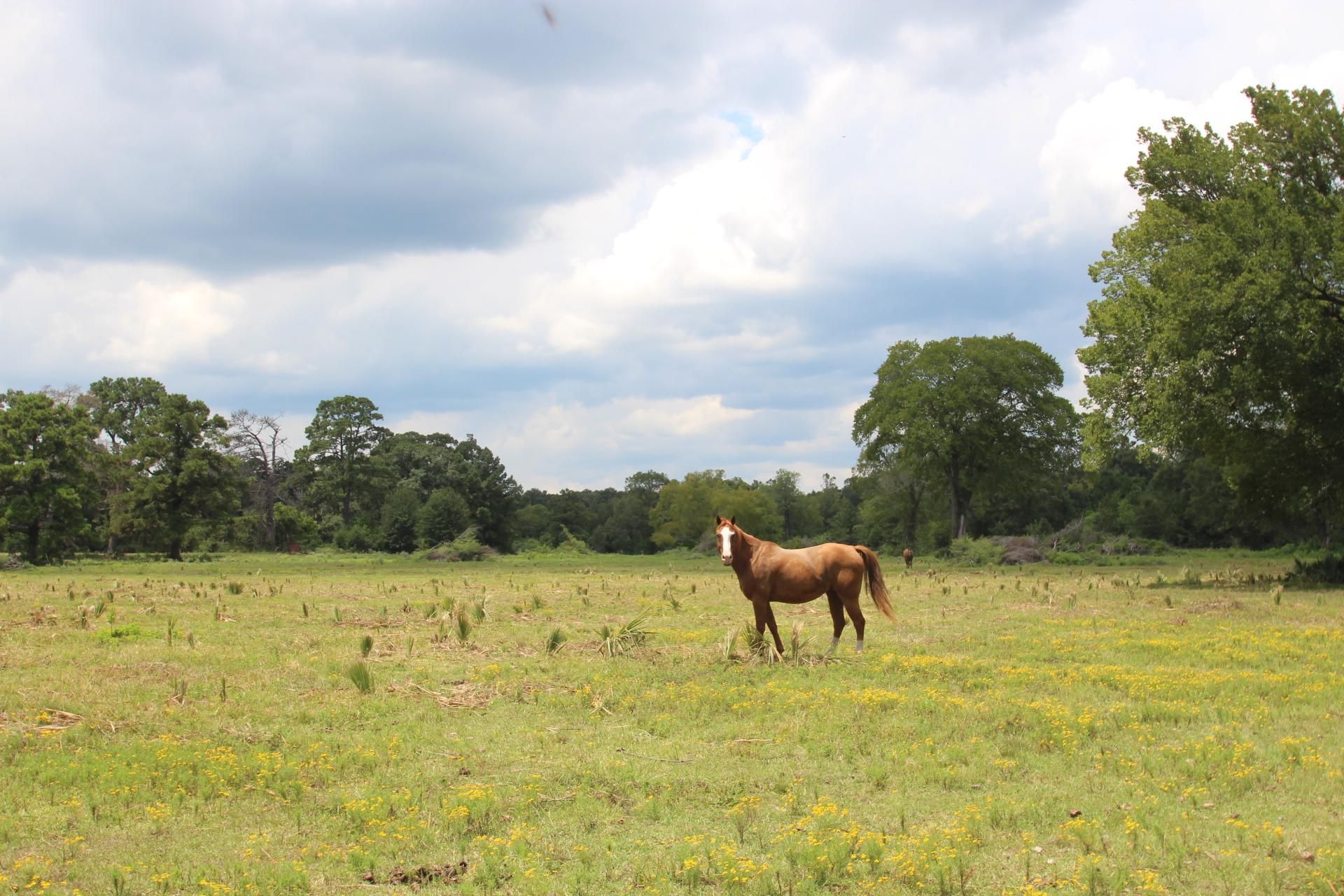 FM 149, Montgomery, TX 77356 | MLS: 90482314 | LandWatch