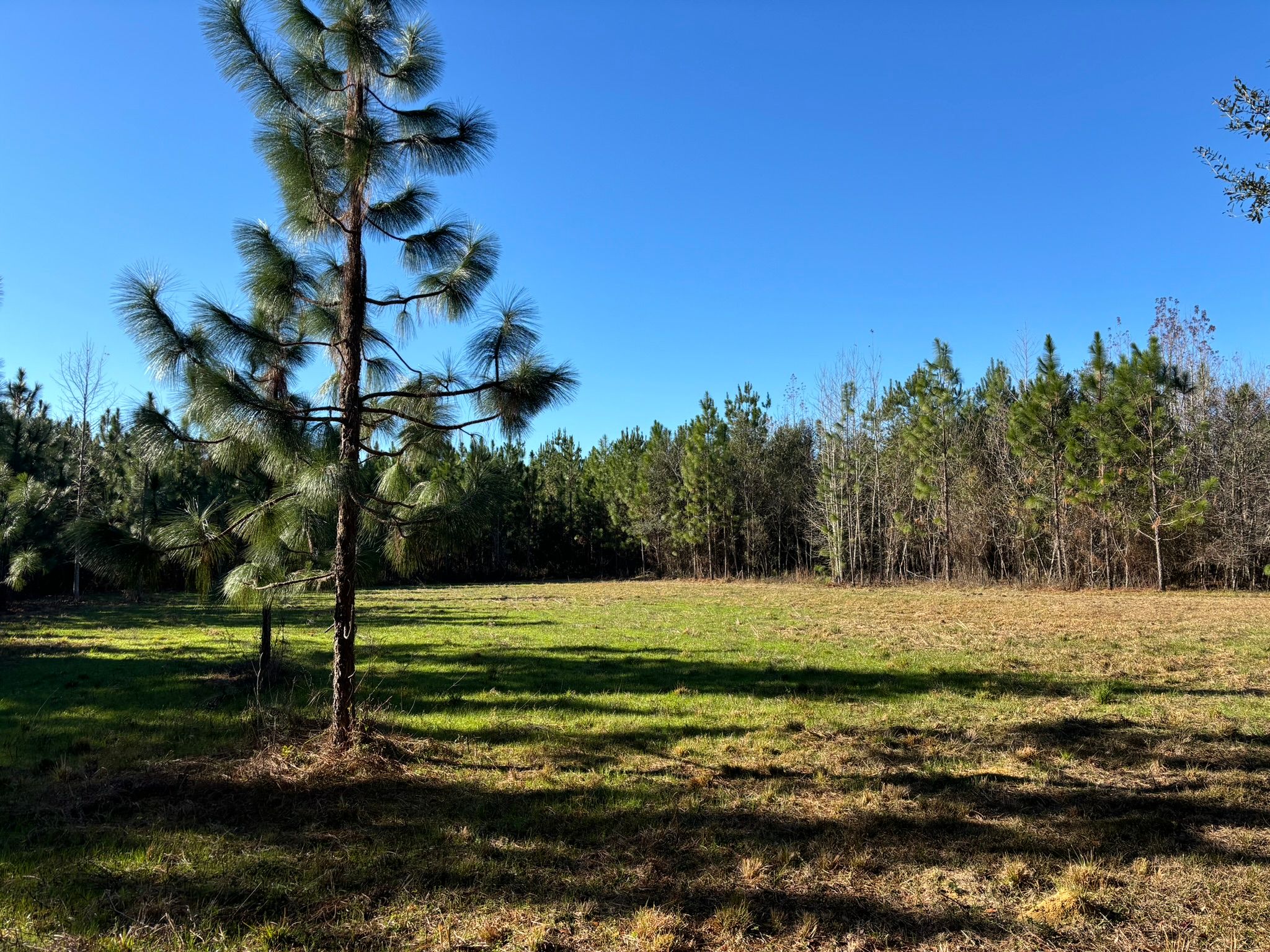 Hosford Hwy, Sawdust, FL 32351 | LandWatch