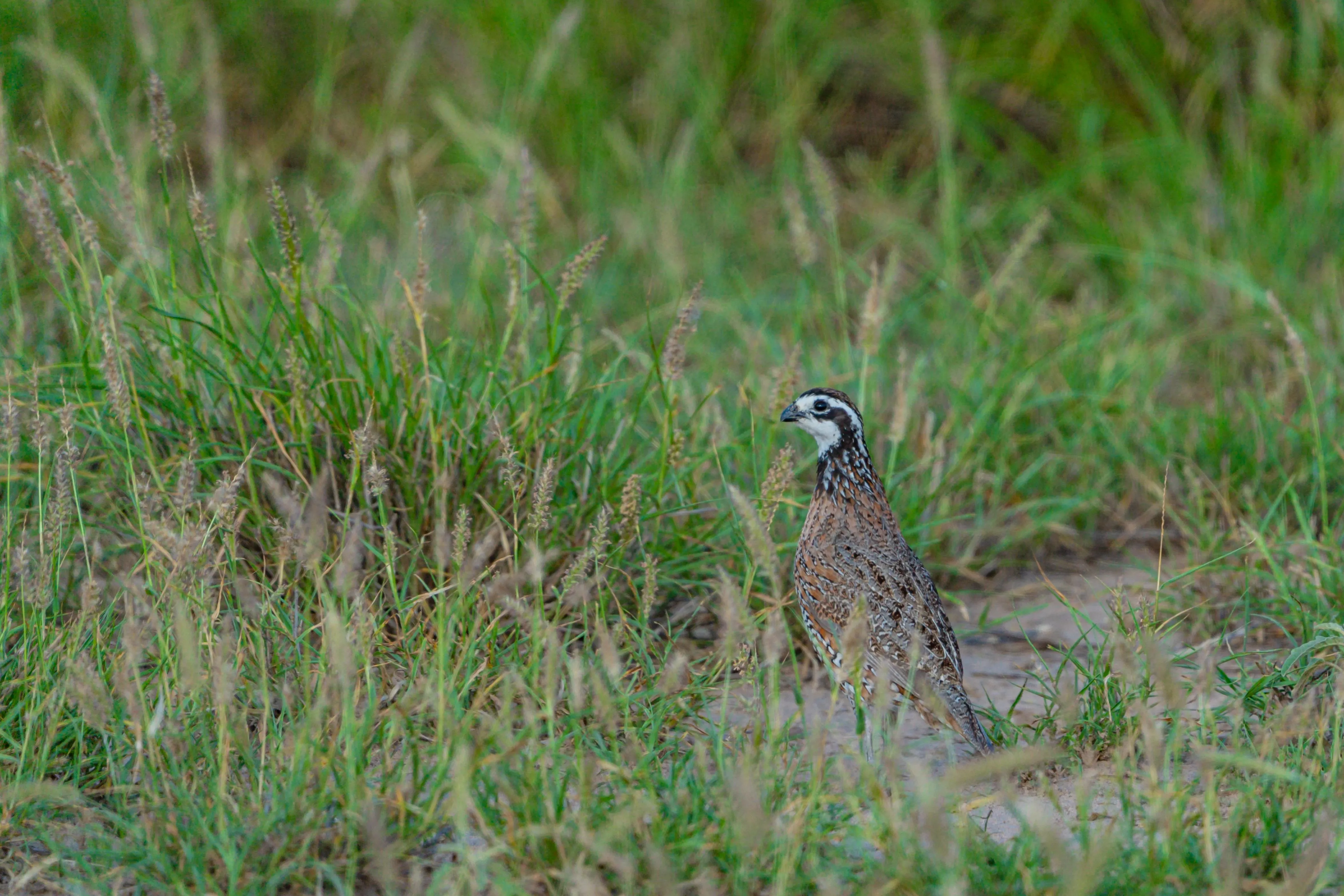 Rio Grande Plains Region, TX Farms and Ranches for Sale - 181 Listings ...