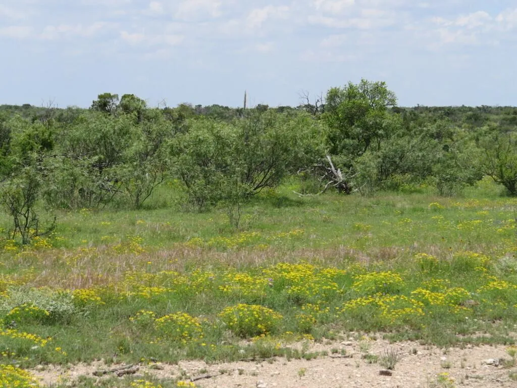 Terrell County, TX Land for Sale between 51 and 100 Acres - 10 Listings ...