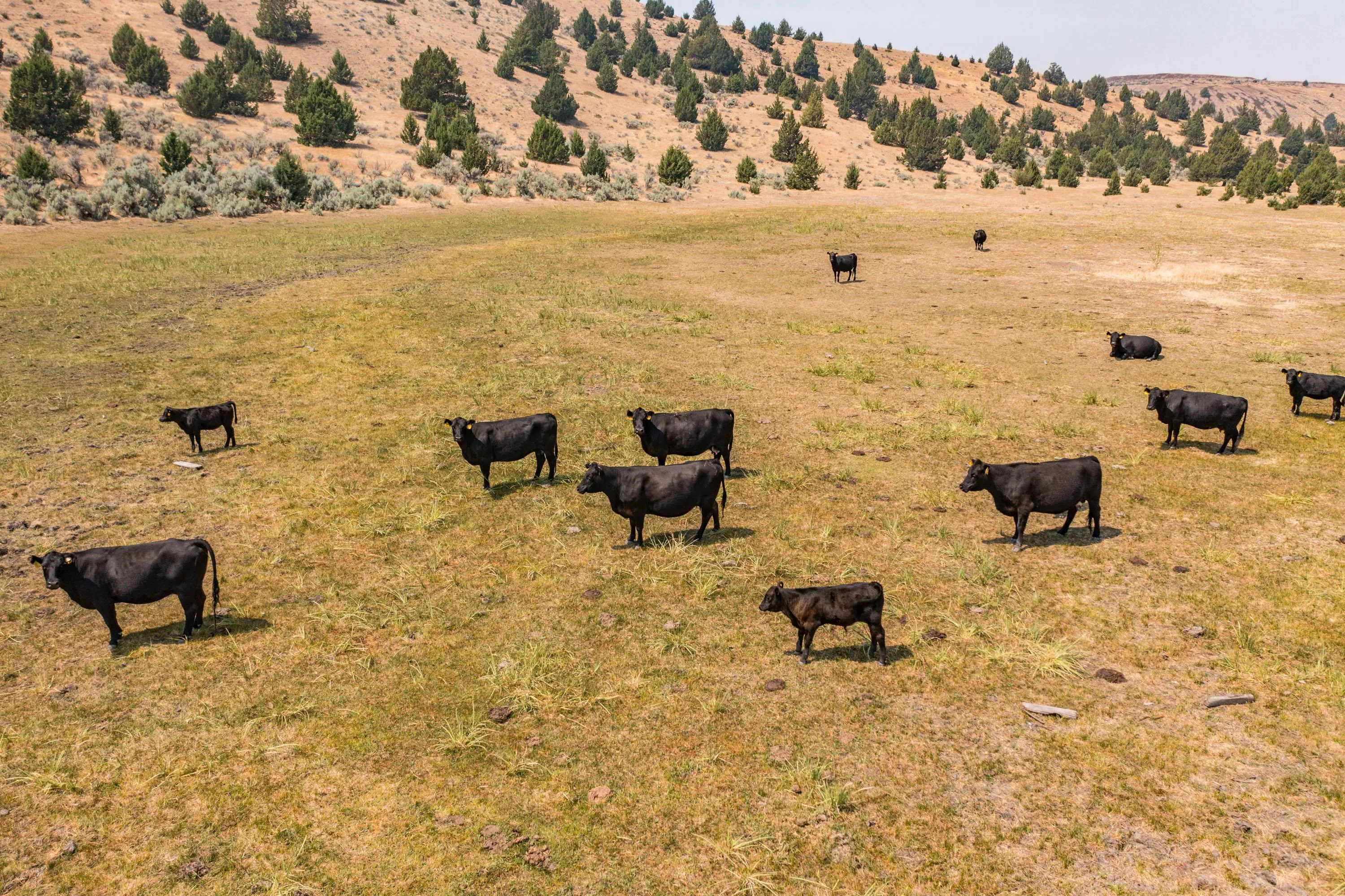 Page 3 - Land for Sale over 1000 Acres - 1,705 Listings | LandWatch