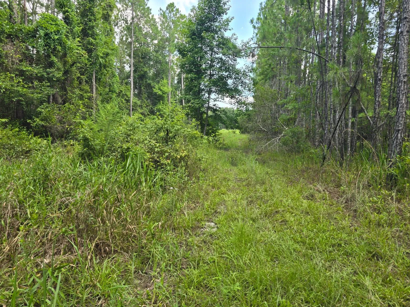 Page 2 - Florida Land for Sale - 63,214 Listings | LandWatch