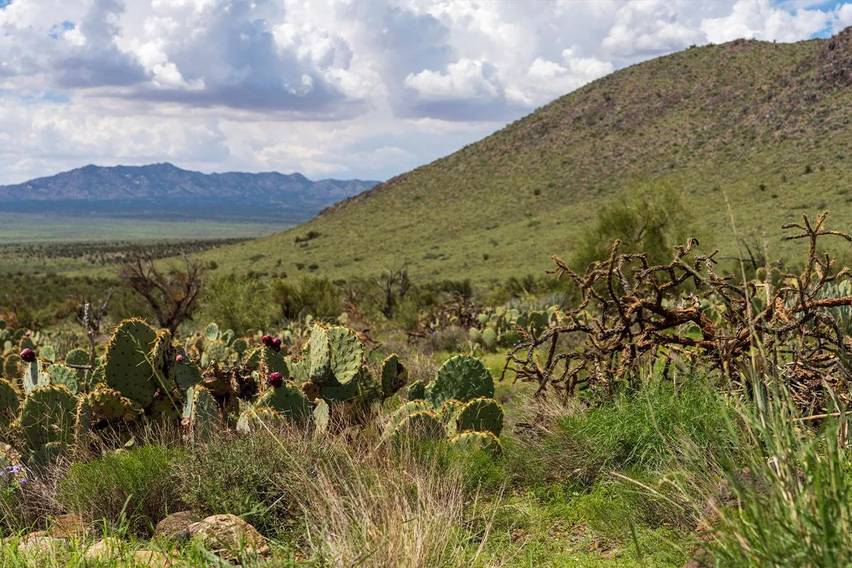 Arizona Land for Sale, Land for Sale in Arizona, Land for Sale Near Me ...