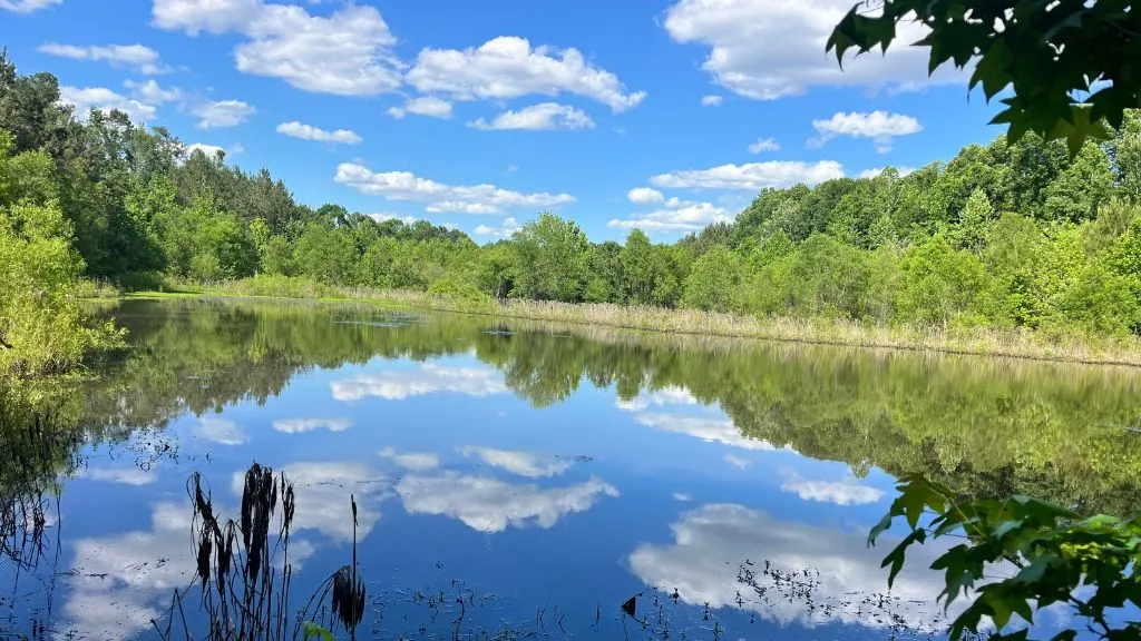 Historic South Region, GA Hunting Land for Sale, Hunting Land for Sale ...