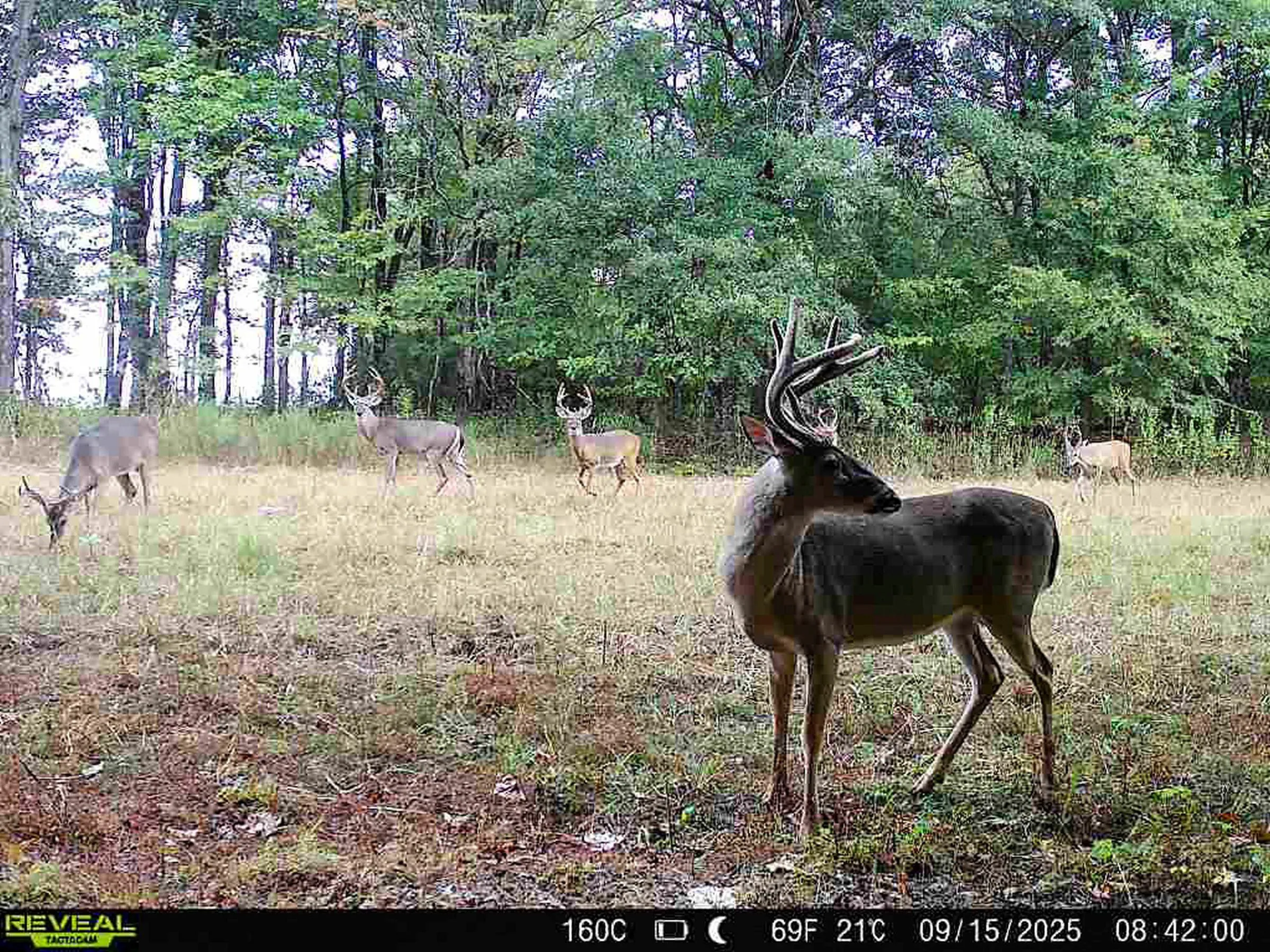 Mississippi Hunting Land for Sale, Hunting Land for Sale in Mississippi ...