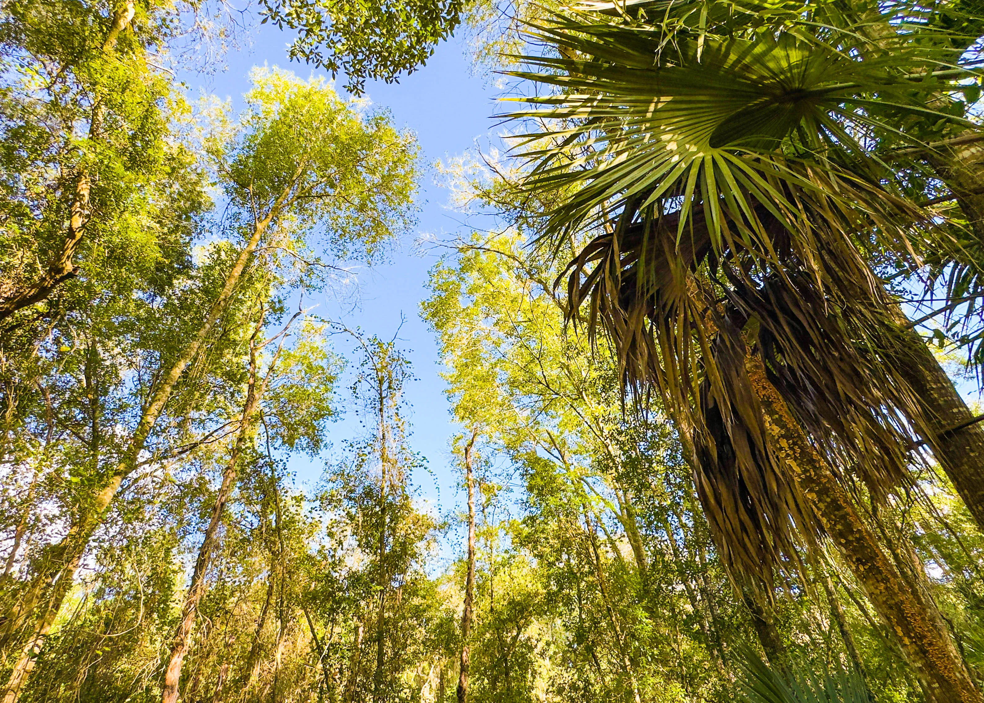 Florida Land for Sale, Land for Sale in Florida, Land for Sale Near Me ...