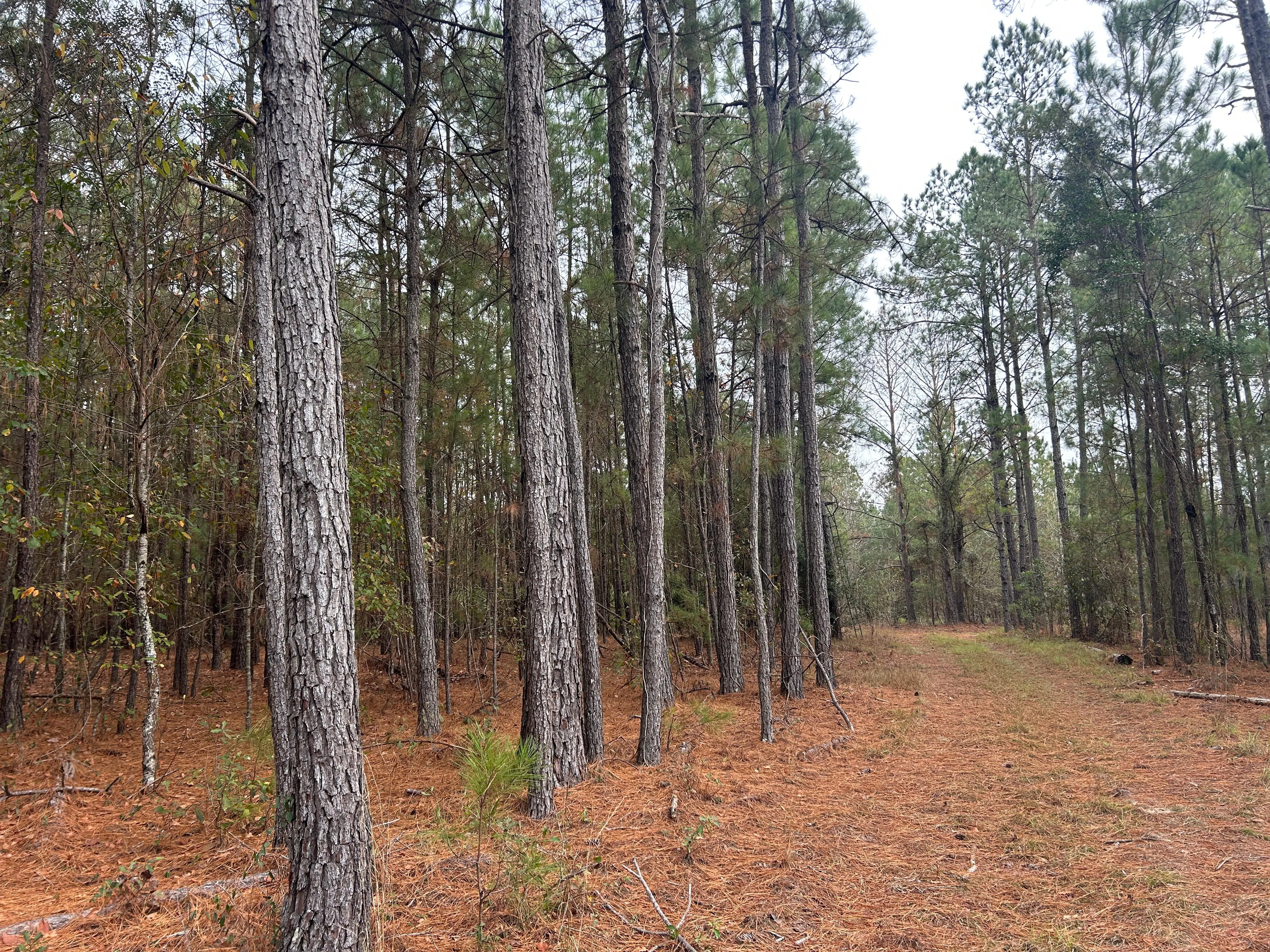 Horry County, SC Land for Sale, Land for Sale in Horry County, SC, Land ...
