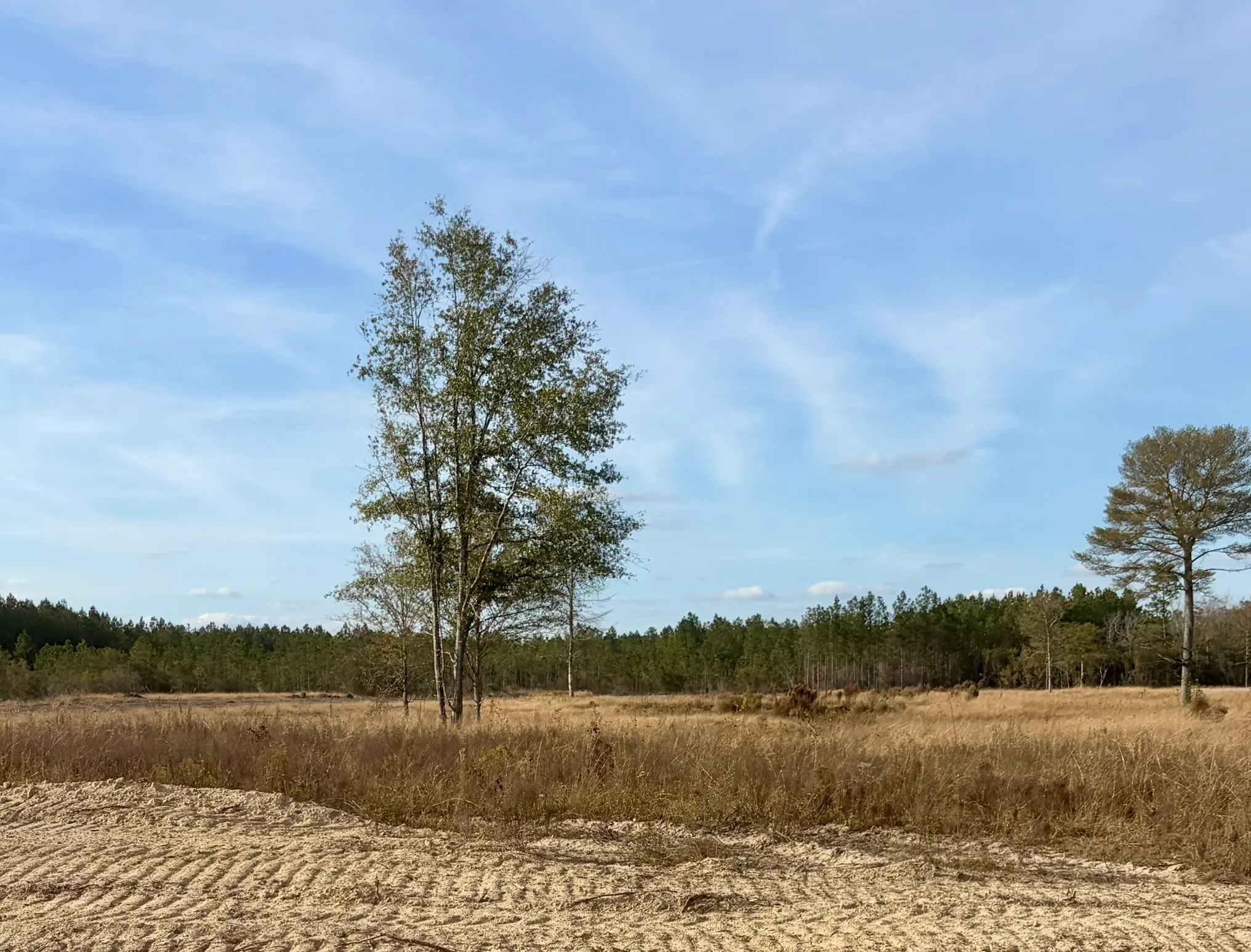 George County, MS Land for Sale, Land for Sale in George County, MS ...
