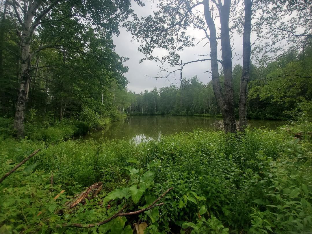 Woodland, Aroostook County, ME Timberland Property, Undeveloped Land ...