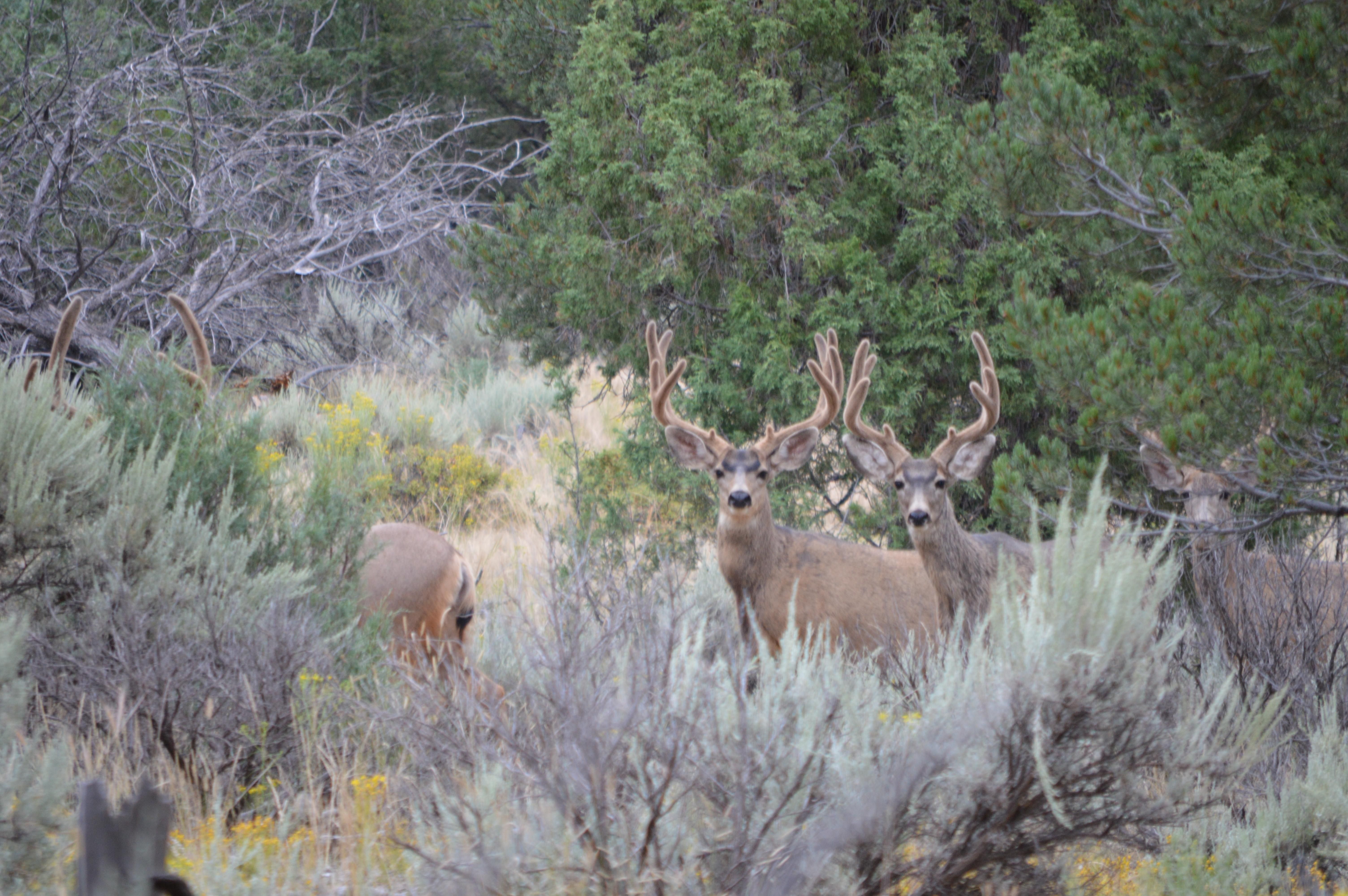 Lindrith, Rio Arriba County, NM Recreational Property, Hunting Property ...