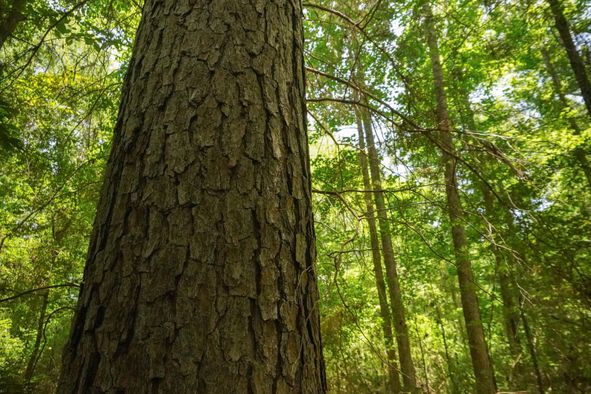 FM1416, Bon Wier, TX 75928 | LandWatch