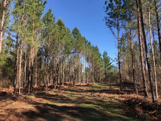 union church, MS, union church, MS 39668 | LandWatch