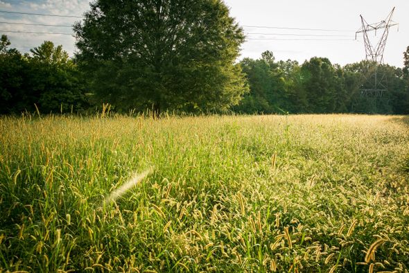 65 acres in Youngtown, AL, 35650 | MLS: 65 Acres of Prime Hunting and ...