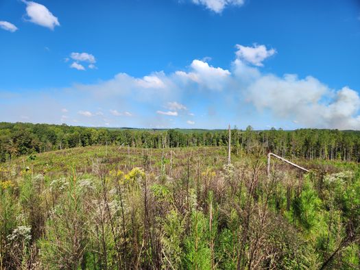 63 acres in Wadley, AL, 36276 | LandWatch