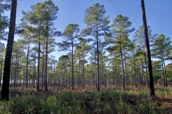 Plantersville Road, Plantersville, SC 29440 | LandWatch