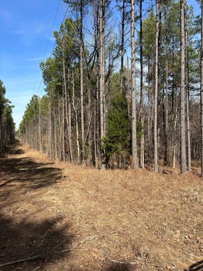 Mathiston Ms. cr Old Trace RD., Mathiston, MS 39752 | LandWatch