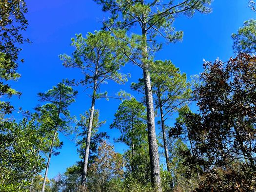 Lumber City, Wheeler County, GA Recreational Property, Timberland ...