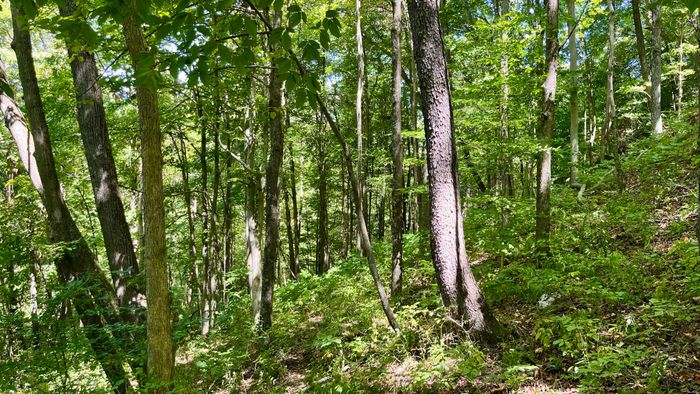 State Route 377, Chesterhill, OH 43728 | MLS: Morgan County Ohio Land ...