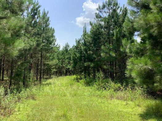 Big Pond Road, Damascus, GA 39841 | LandWatch