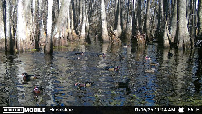 44.6 acres in Tchula, MS, 39169 | LandWatch